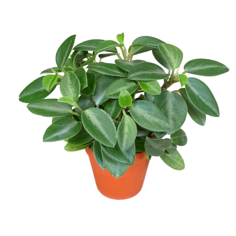 Peperomia Pixie Potted Plants